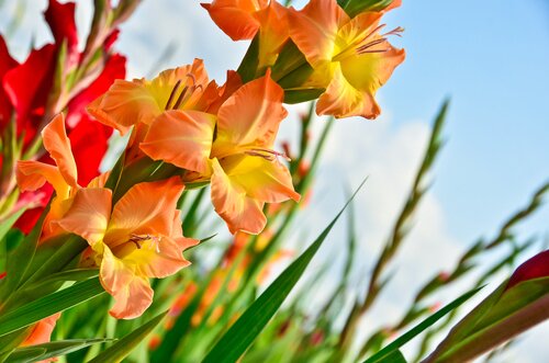 Garden Centre Essentials - De Vroomen