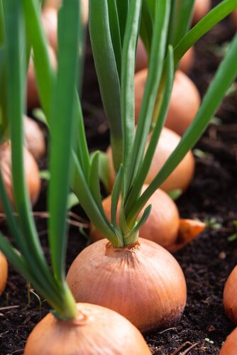 Onions Sets - De Vroomen