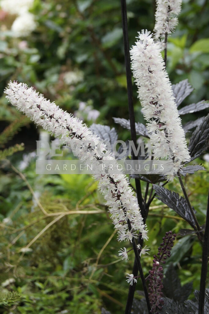 Actaea Atropurpurea | 25 pcs - De Vroomen