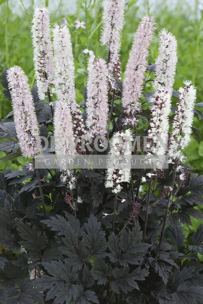 Actaea Chocoholic PBR | 250 pce - De Vroomen