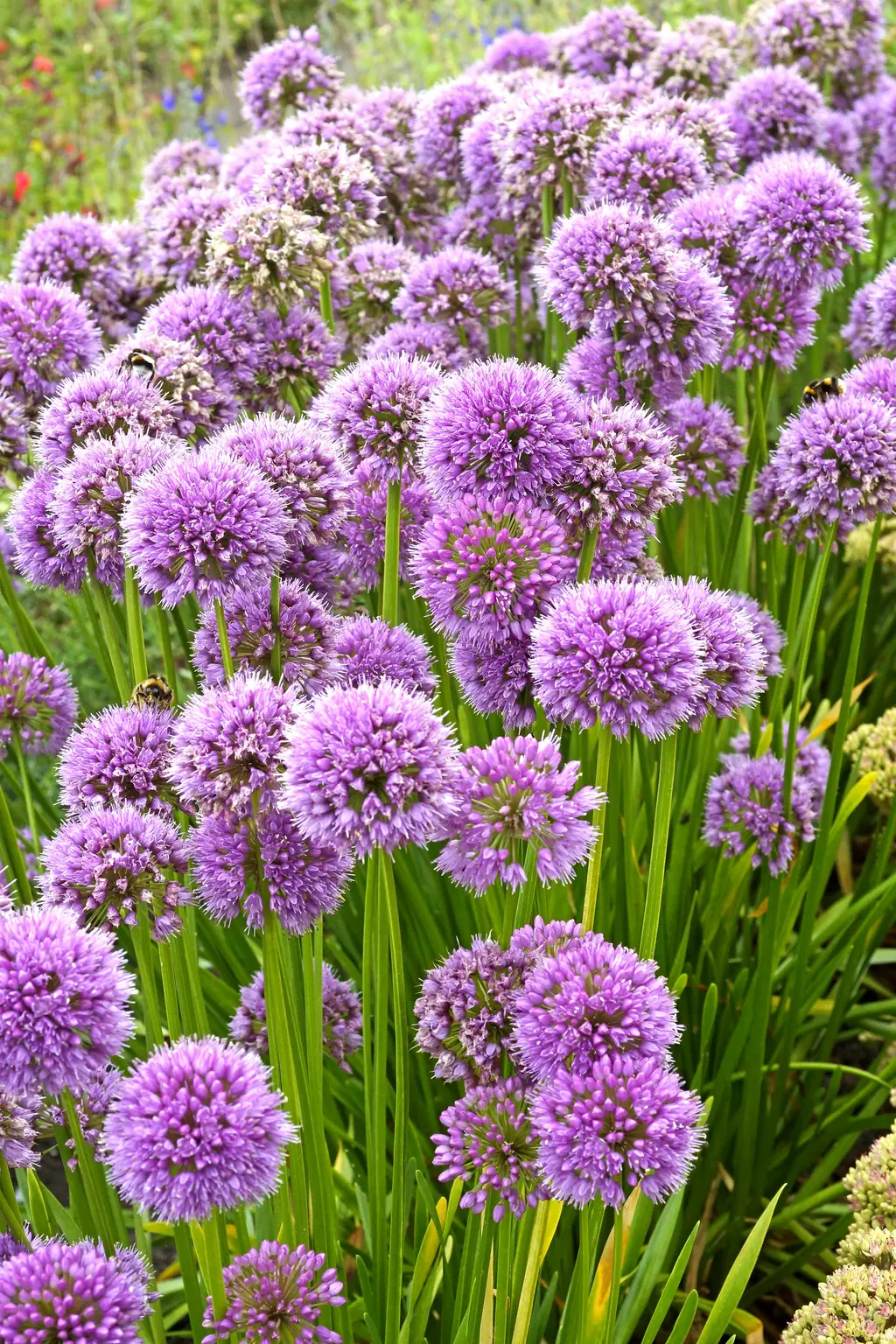 Allium Millenium | 25 pcs - De Vroomen