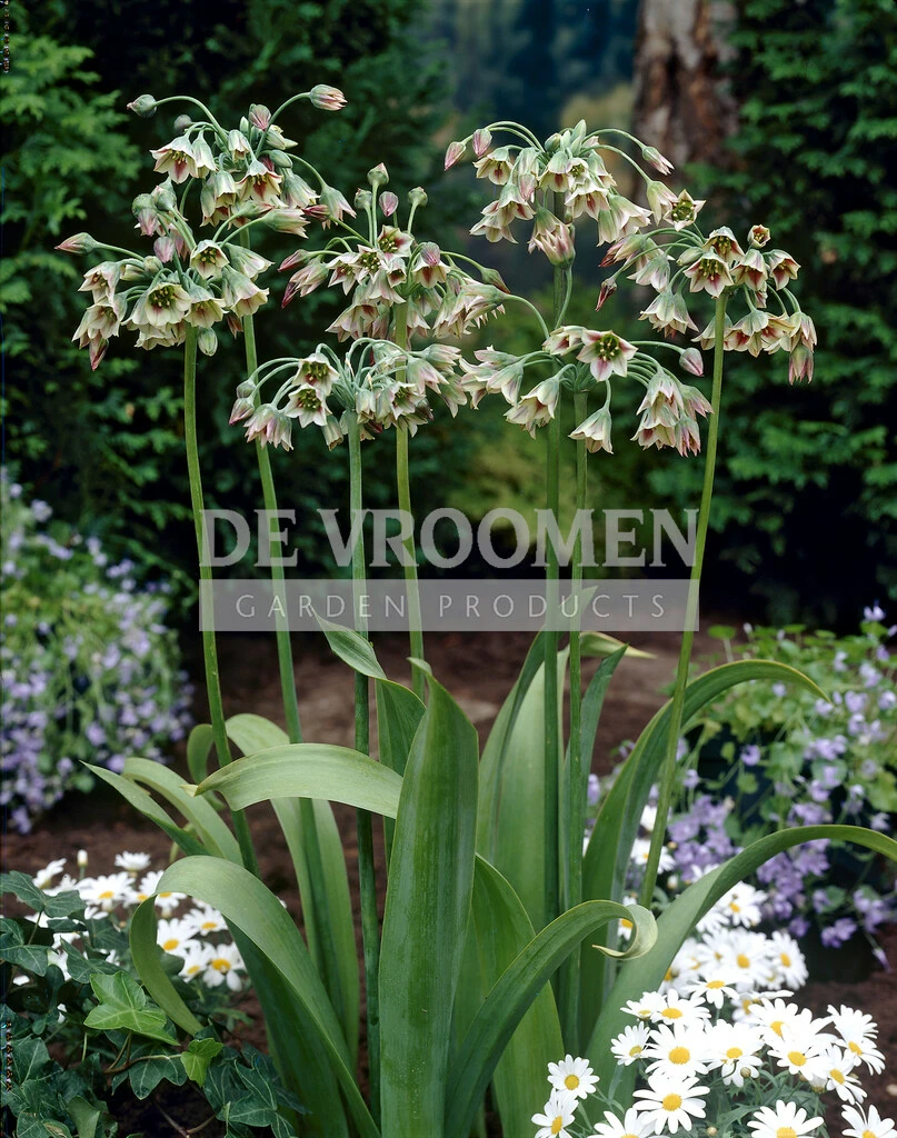 Allium Siculum Ssp Bulgaricum | 50 pcs - De Vroomen