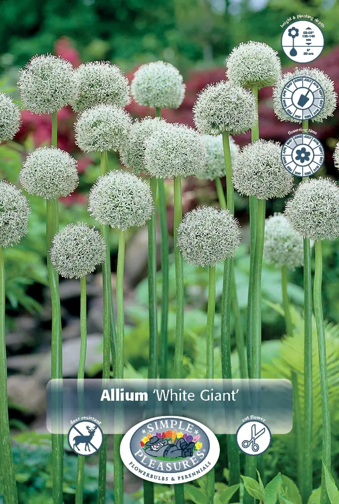 Allium White Giant | 100 pcs - De Vroomen