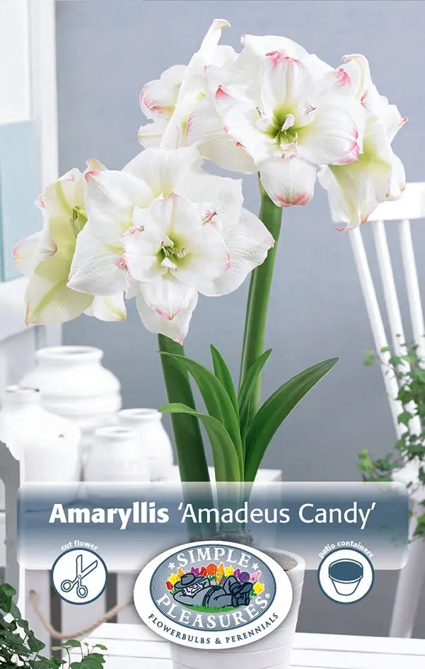 Amaryllis (Hippeastrum) double Amadeus Candy | 10 pcs - De Vroomen