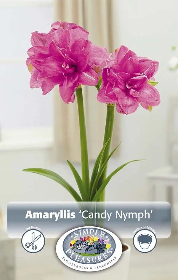 Amaryllis (Hippeastrum) double Candy Nymph | 10 pcs - De Vroomen