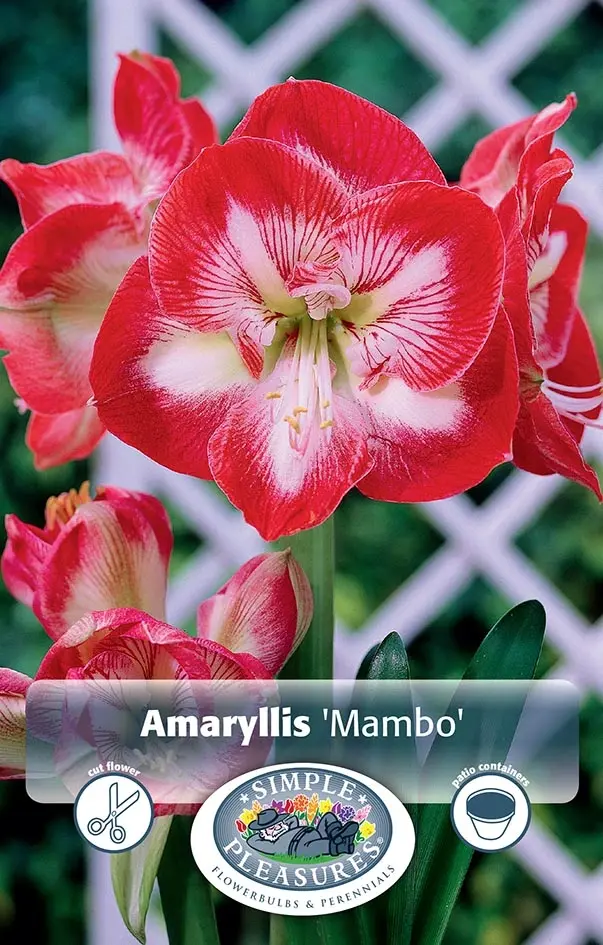 Amaryllis (Hippeastrum) Mambo (Minerva) | 10 pcs - De Vroomen