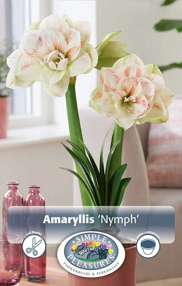 Amaryllis (Hippeastrum) Nymph | 10 pce - De Vroomen