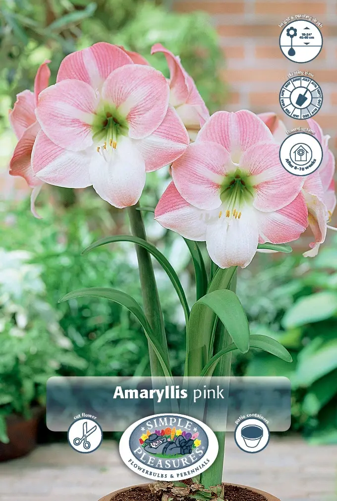 Amaryllis (Hippeastrum) Pink | 12 pcs - De Vroomen