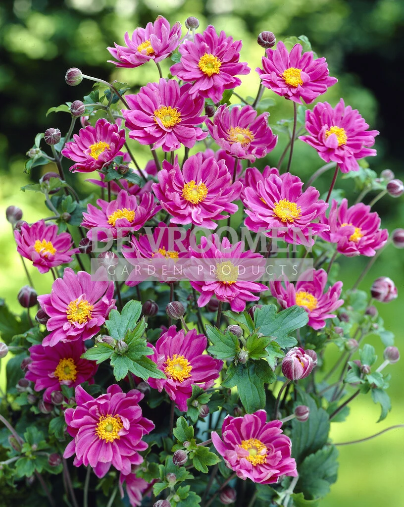 Anemone Pamina | 200 pcs - De Vroomen
