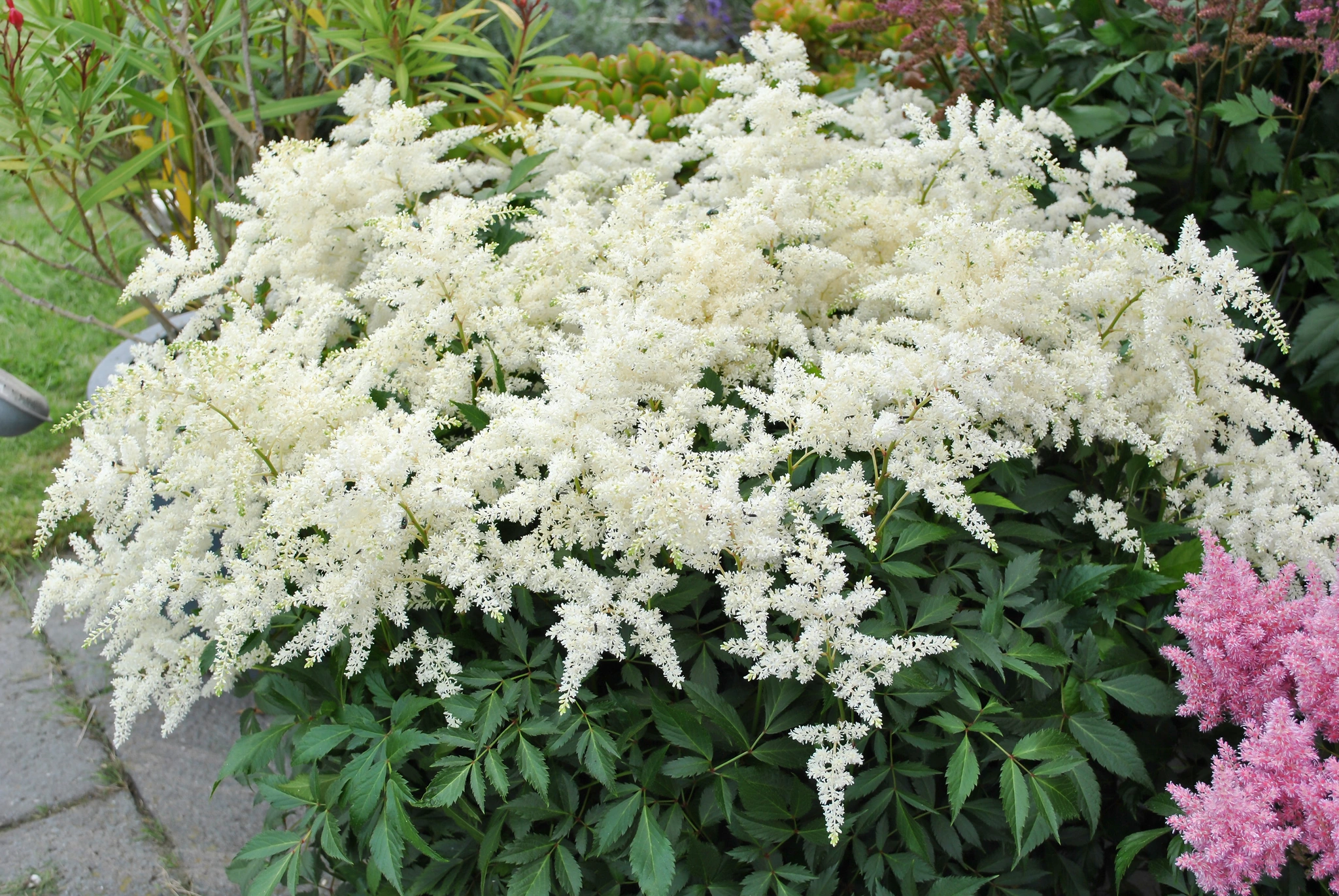 Astilbe Fireworks White PBR | 125 pcs - De Vroomen