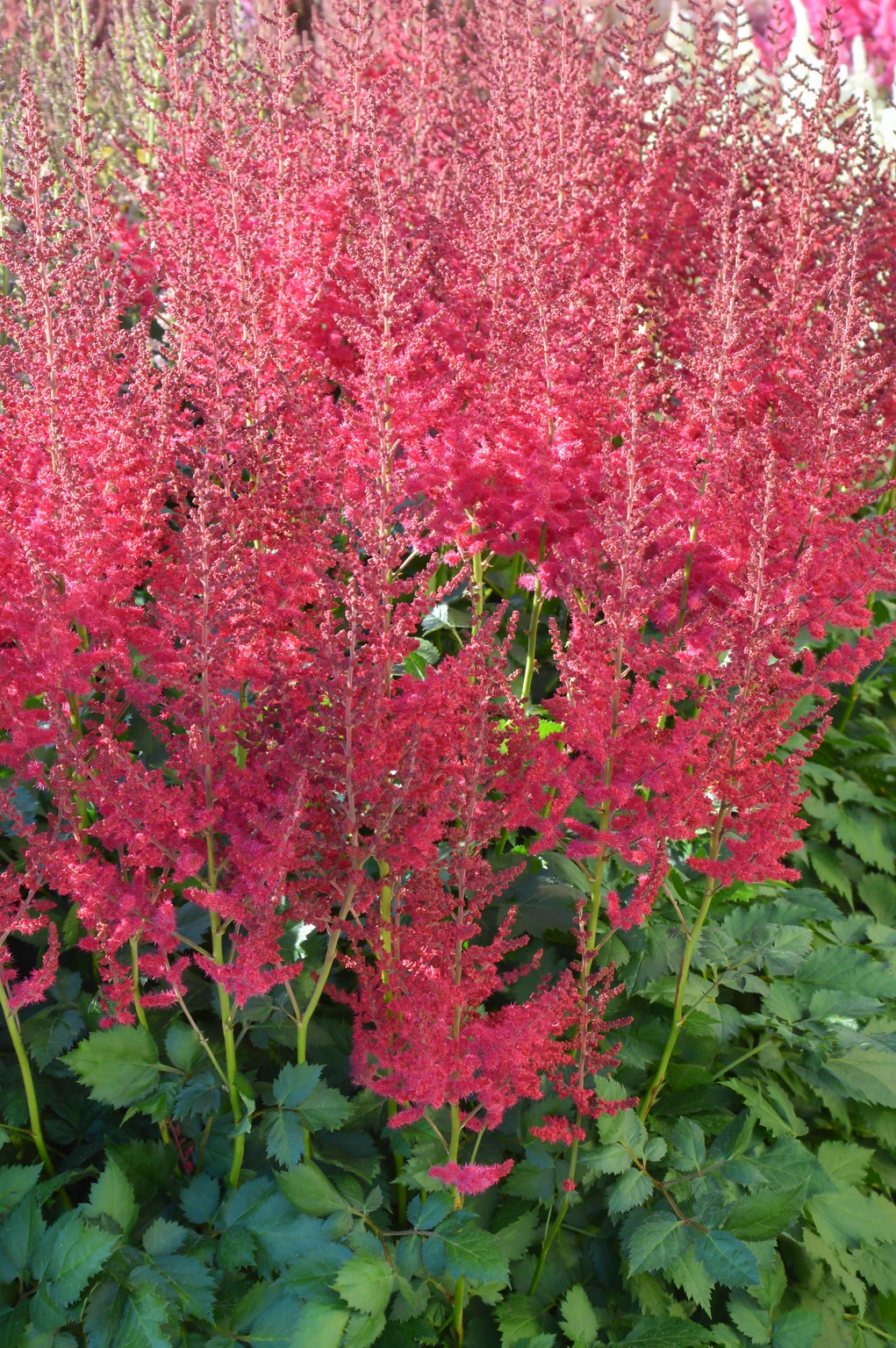 Astilbe Hot Pearls PBR | 25 pce - De Vroomen