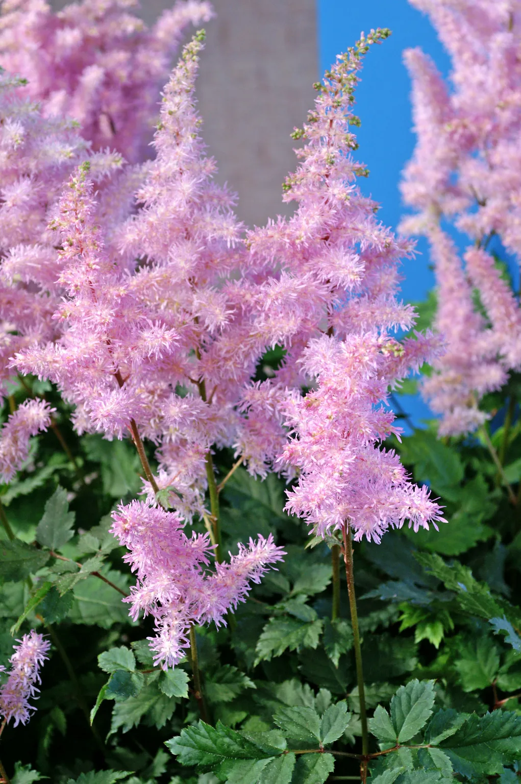 Astilbe Ice Cream PBR | 125 pcs - De Vroomen