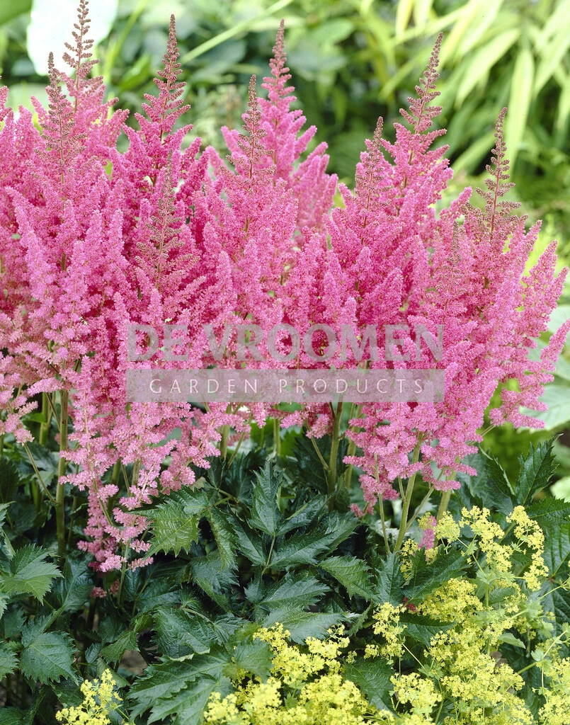 Astilbe Visions in Pink PBR | 125 pcs - De Vroomen
