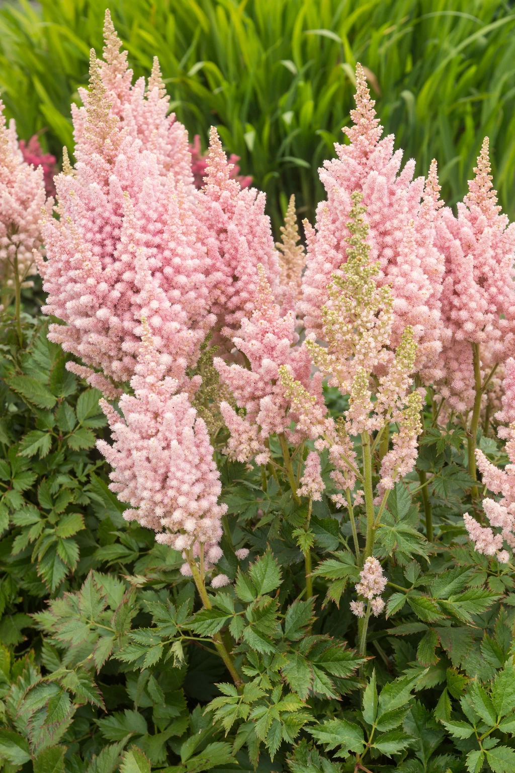 Astilbe Visions Inferno PBR | 125 pcs - De Vroomen