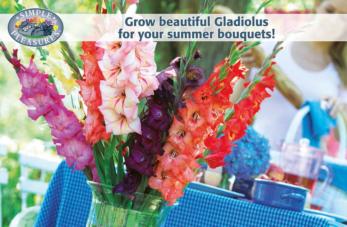 Beautiful Gladiolus - De Vroomen