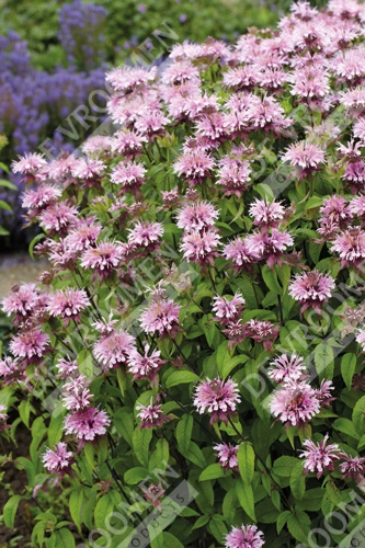 Monarda Beauty Of Cobham | 25 pcs - De Vroomen