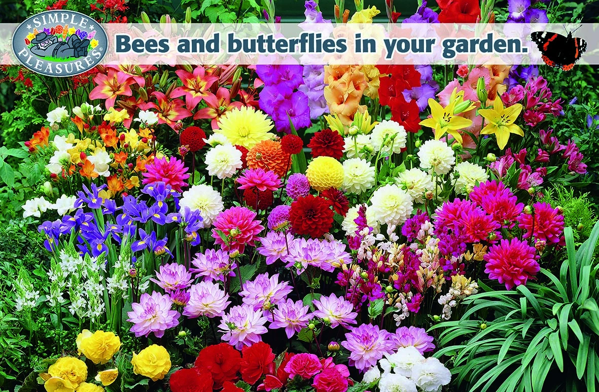 Bees and Butterflies in your Garden - De Vroomen