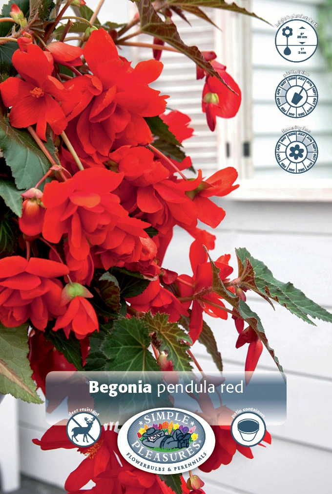 Begonia Pendula Red | 100 pcs - De Vroomen
