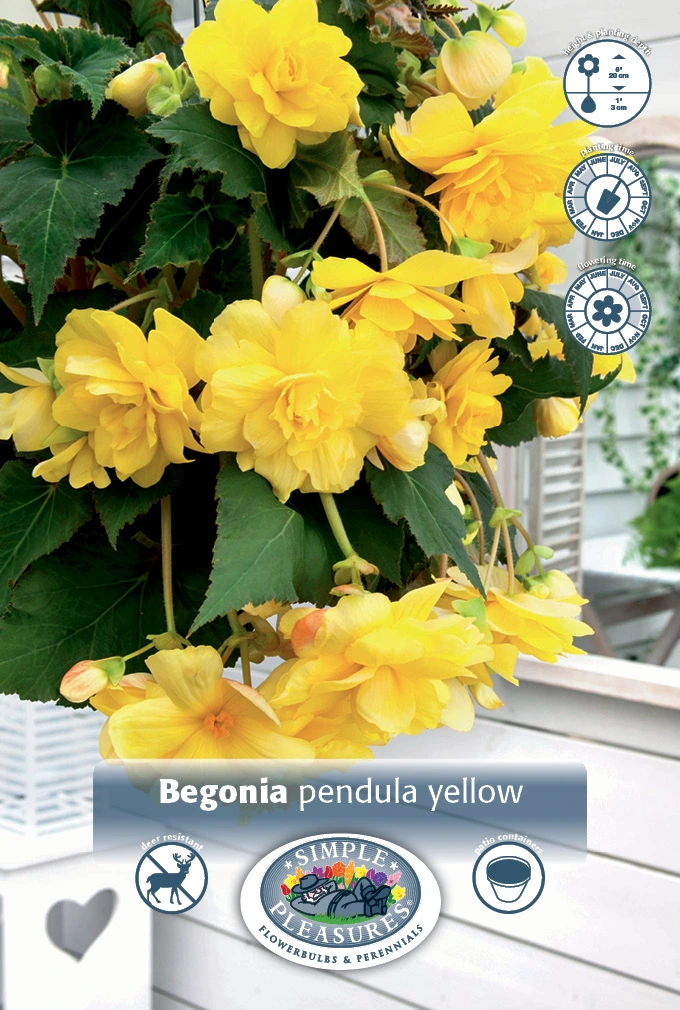 Begonia Pendula Yellow | 100 pcs - De Vroomen