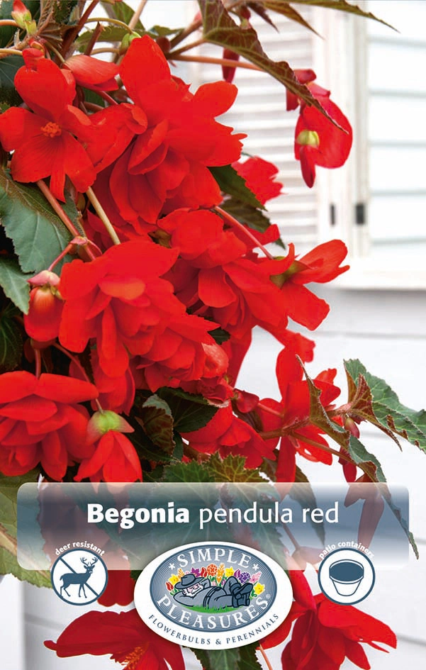 Begonia Pendula Red | Capper 15 x 2 - De Vroomen