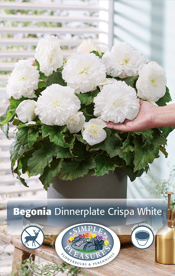 Begonia Crispa White | Capper 15 x 2 - De Vroomen
