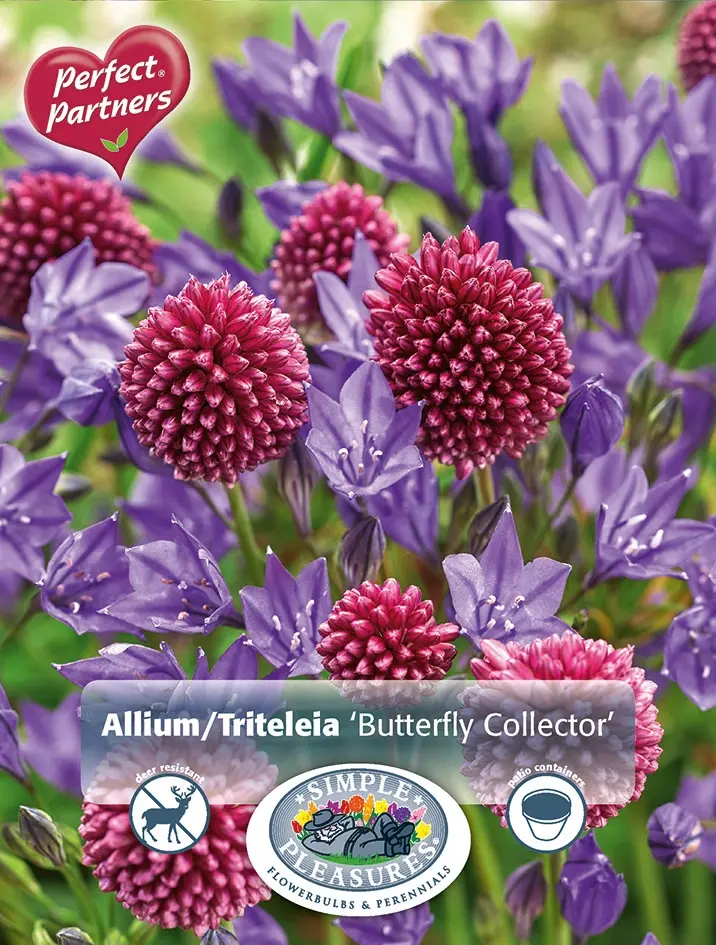Blend Allium/Triteleia Butterfly Collector | Capper 16 x 50 - De Vroomen