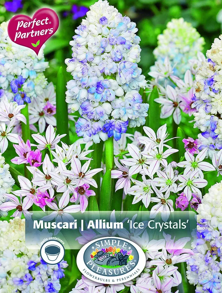 Blend Muscari & Allium Ice Crystals | Capper 16 x 20 - De Vroomen
