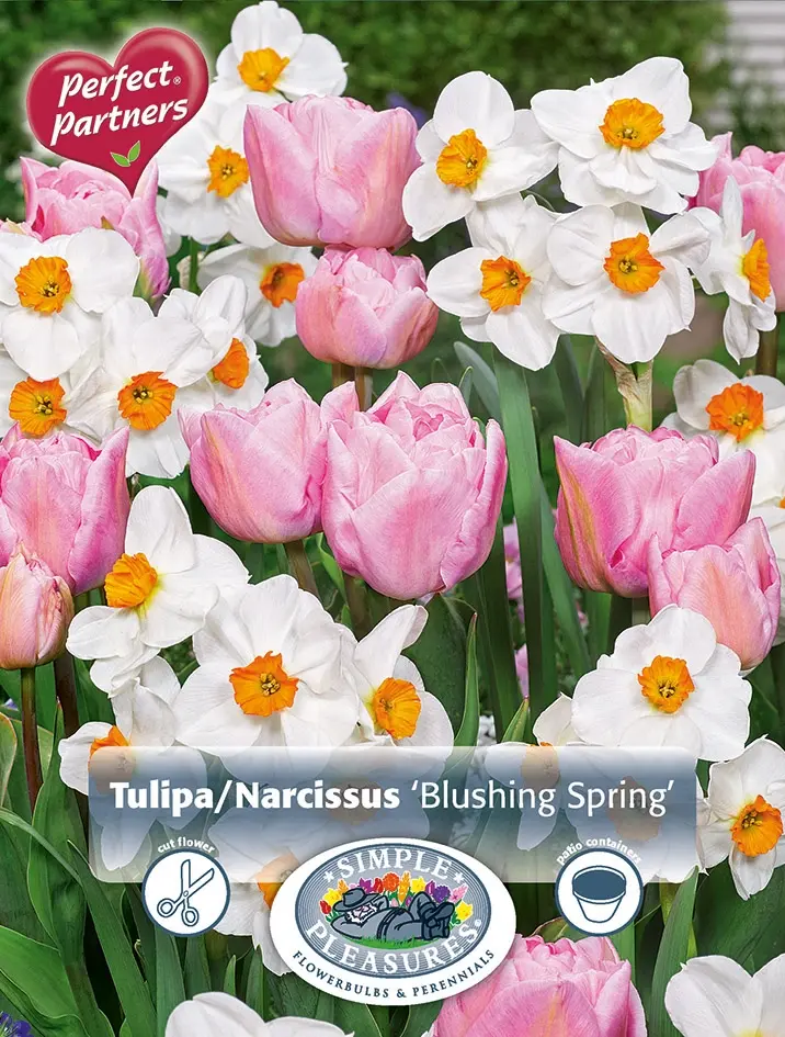 Blend Tulipa / Narcissus Blushing Spring | Capper 20 x 10 - De Vroomen