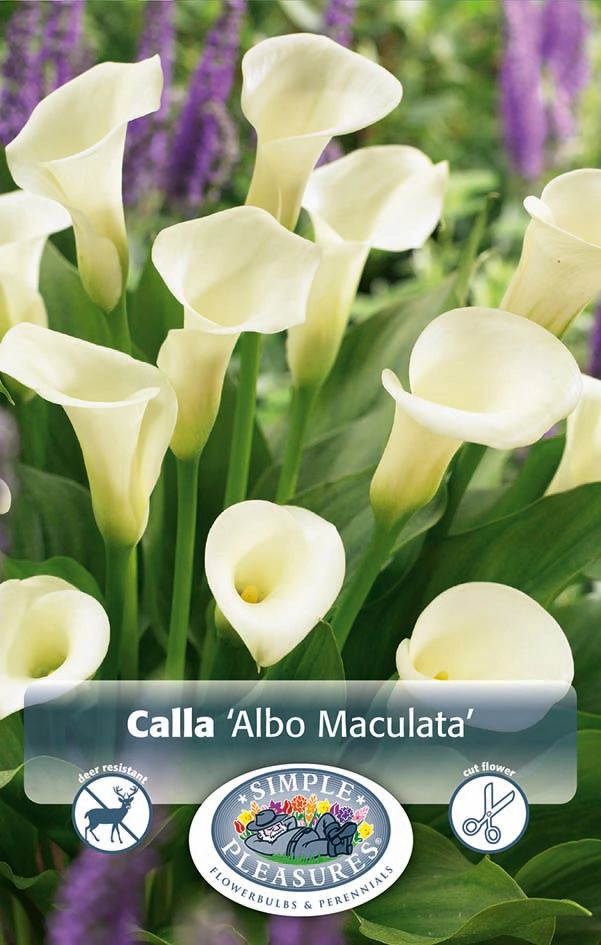 Calla Albomaculata | 15 pcs - De Vroomen