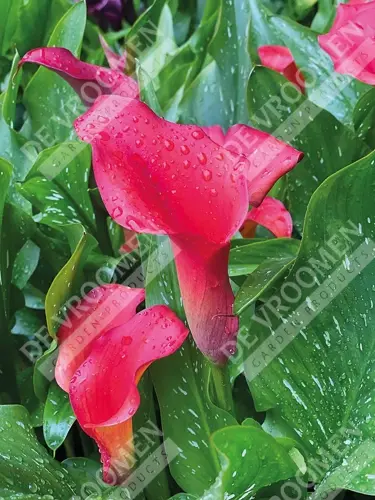 Calla Bloody Mary | 200 pcs - De Vroomen