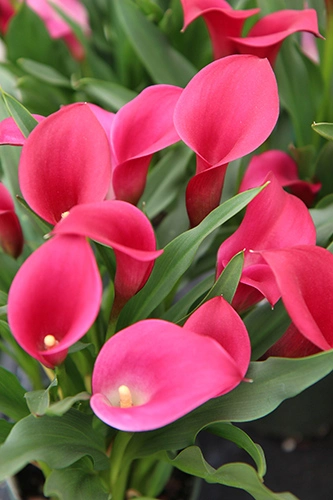 Calla Callafornia Red | 25 pcs - De Vroomen