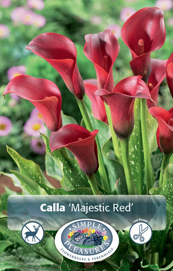 Calla Majestic Red | 15 pcs - De Vroomen