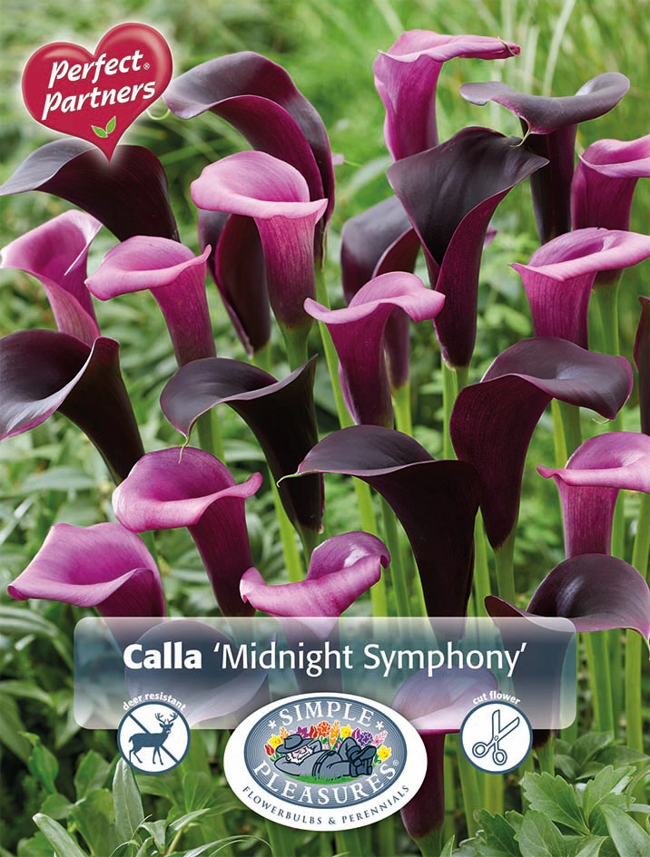 Calla Blend Midnight Symphony | Capper 18 x 3 - De Vroomen