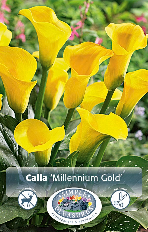 Calla Millenium Gold | 15 pcs - De Vroomen