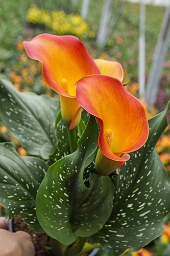 Calla Morning Sun | 25 pcs - De Vroomen