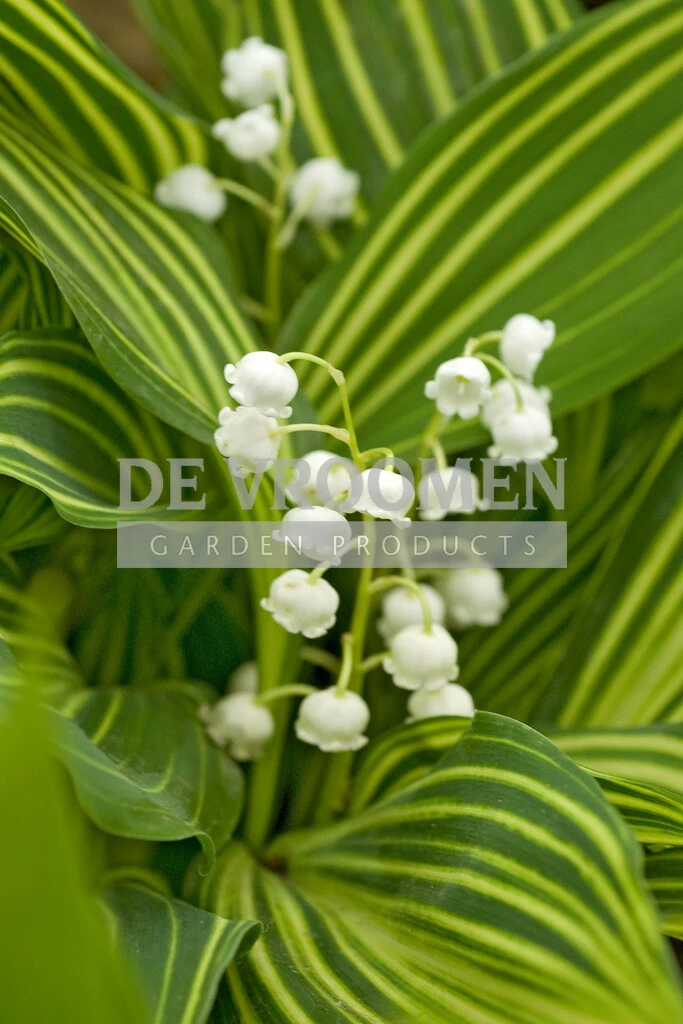 Convallaria Albostriata | 500 pcs - De Vroomen