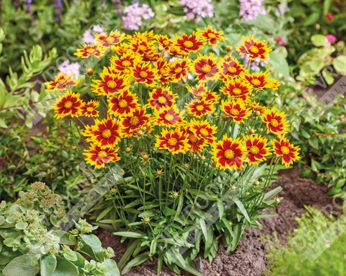 Coreopsis Solar Jewel | 25 pcs - De Vroomen