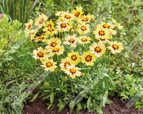 Coreopsis Solar Moon | 250 pcs - De Vroomen