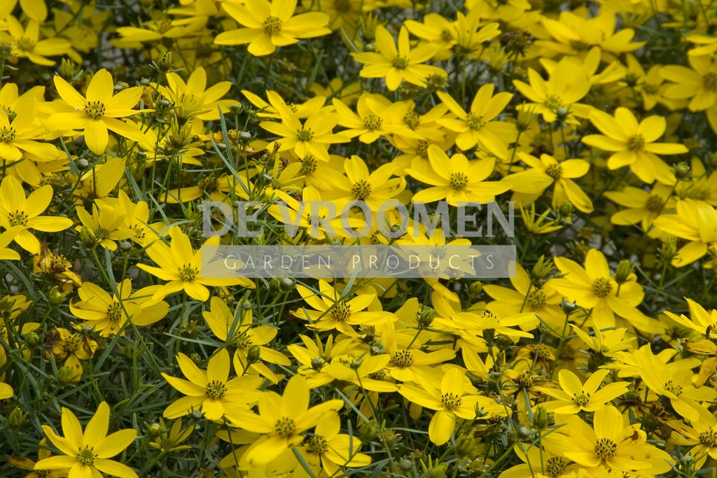 Coreopsis Zagreb | 250 pcs - De Vroomen