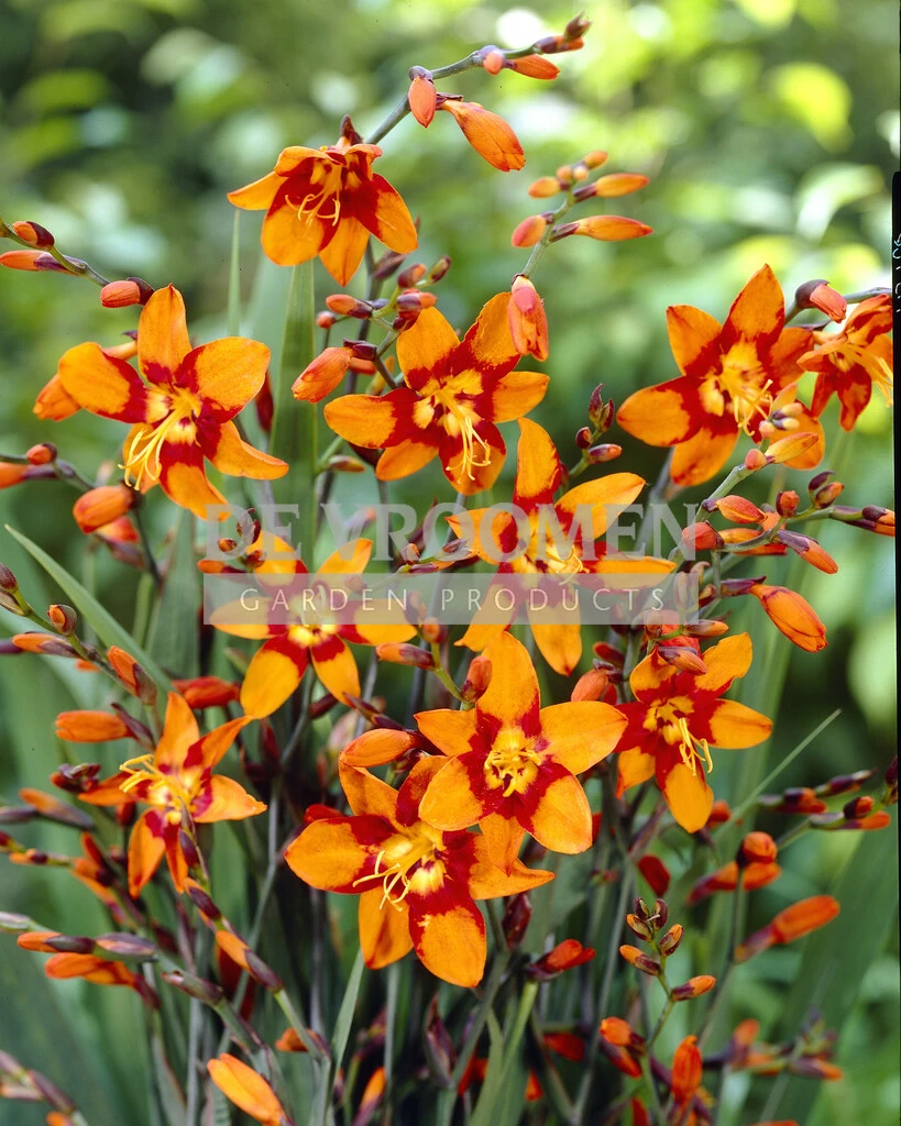 Crocosmia Emily McKenzie | 75 pcs - De Vroomen