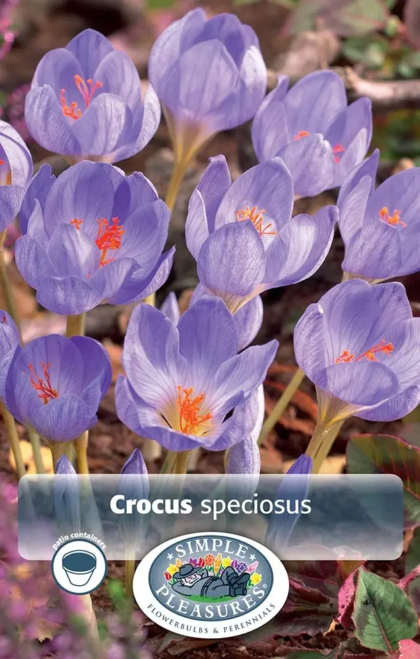 Crocus Fall Flowering Speciosus | Capper 15 x 10 - De Vroomen