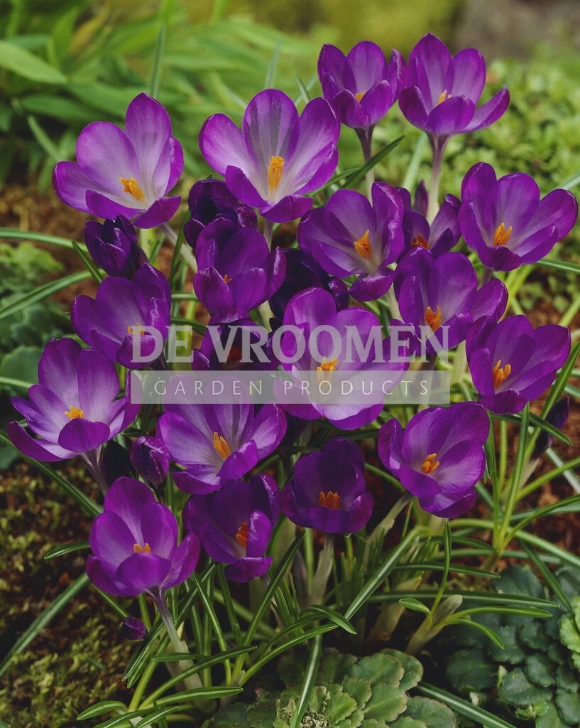 Crocus Botanical Ruby Giant | 100 pcs - De Vroomen
