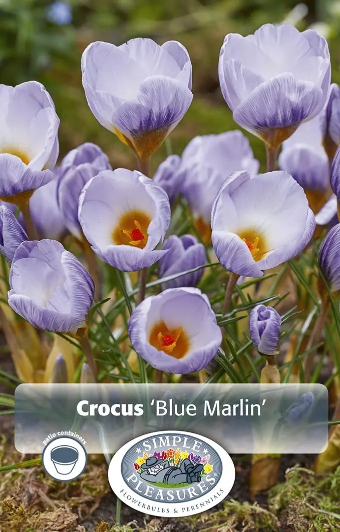Crocus Specie Blue Marlin | Capper 16 x 20 - De Vroomen