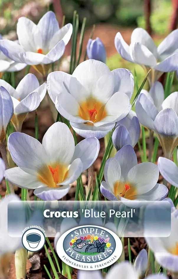 Crocus Specie Blue Pearl | Capper 16 x 20 - De Vroomen