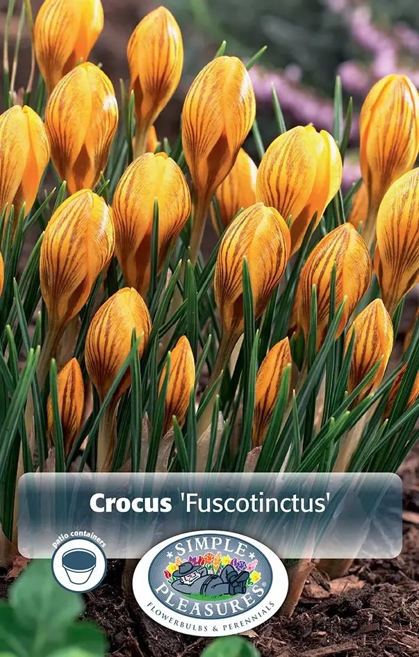 Crocus Specie Fuscotinctus | Capper 16 x 20 - De Vroomen