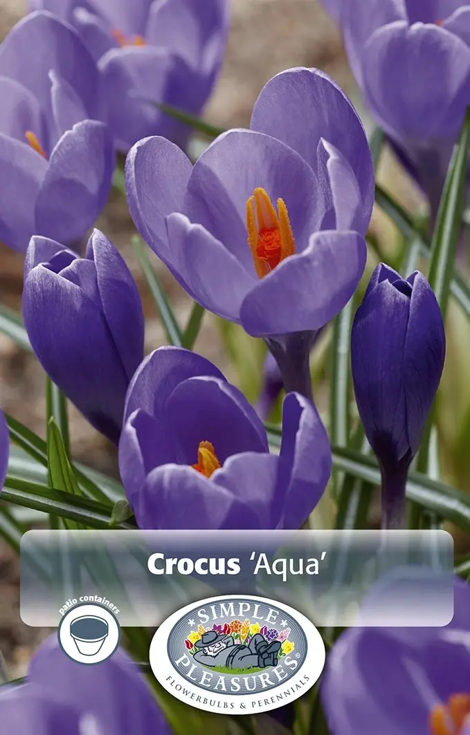 Crocus Vernus Aqua | 200 pce - De Vroomen