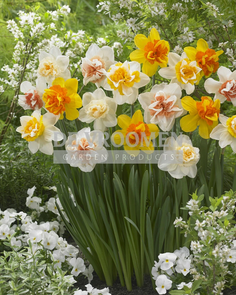 Daffodil Double Mix | 25 pcs - De Vroomen