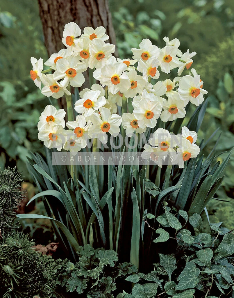 Daffodil Geranium | 50 pcs - De Vroomen