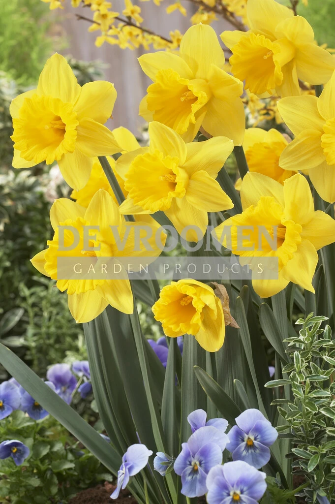 Daffodil Lucky Number | 25 pcs - De Vroomen
