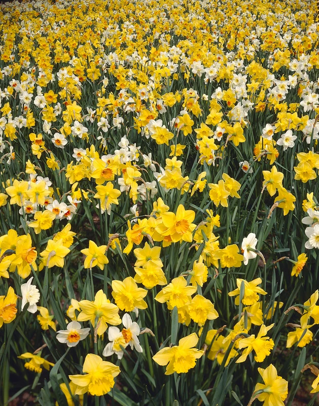 Daffodil Naturalizing Meadow Blend | 50 pcs - De Vroomen